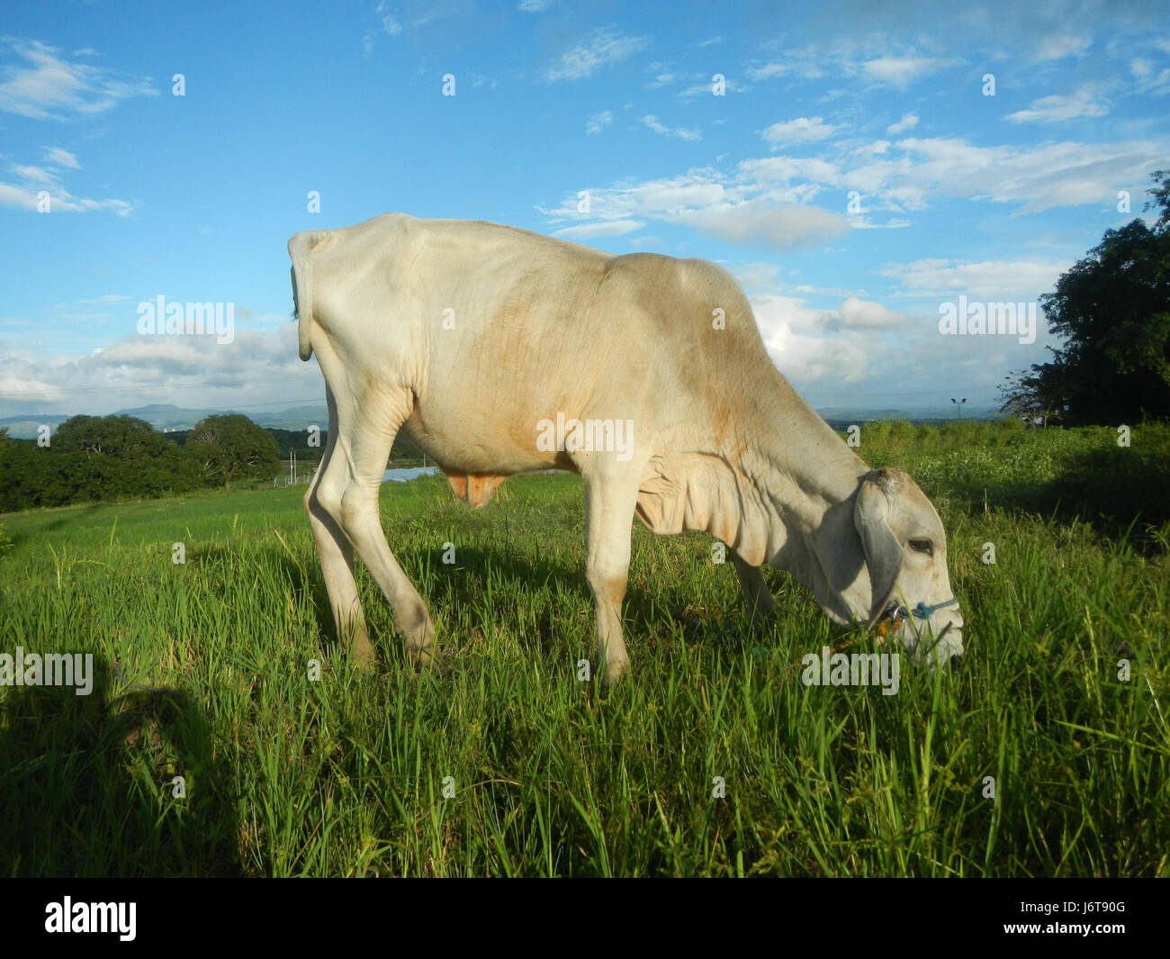 06143 Cattle grasslands paddy fields Pasong Inchik San Rafael Bulacan ...