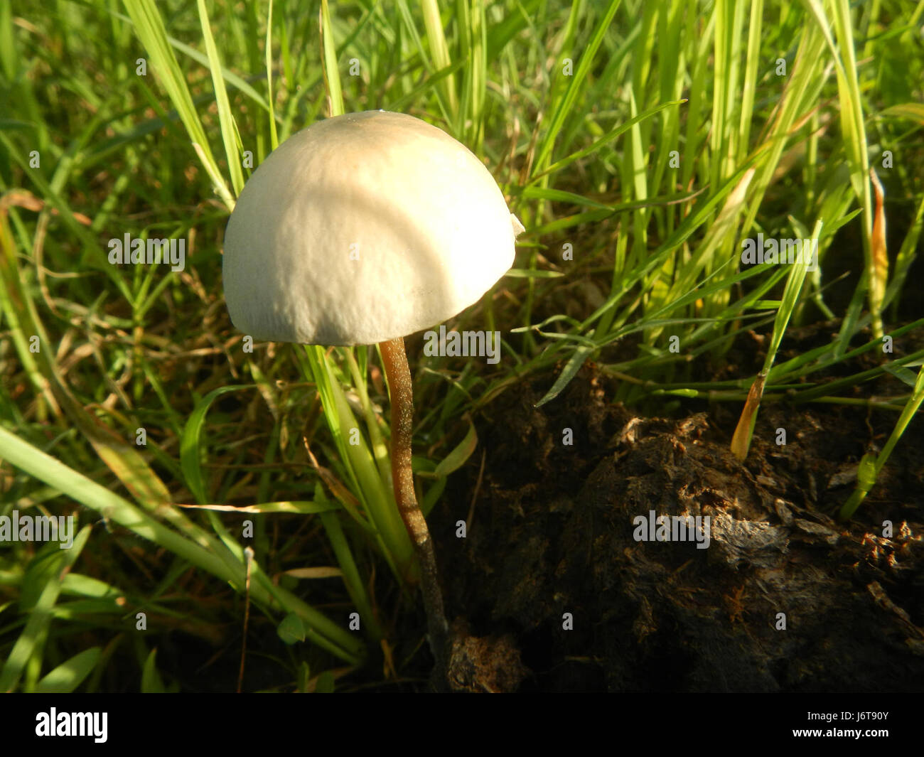 06229 Wild mushrooms of the Philippines Unidentified Agaricaceae San ...