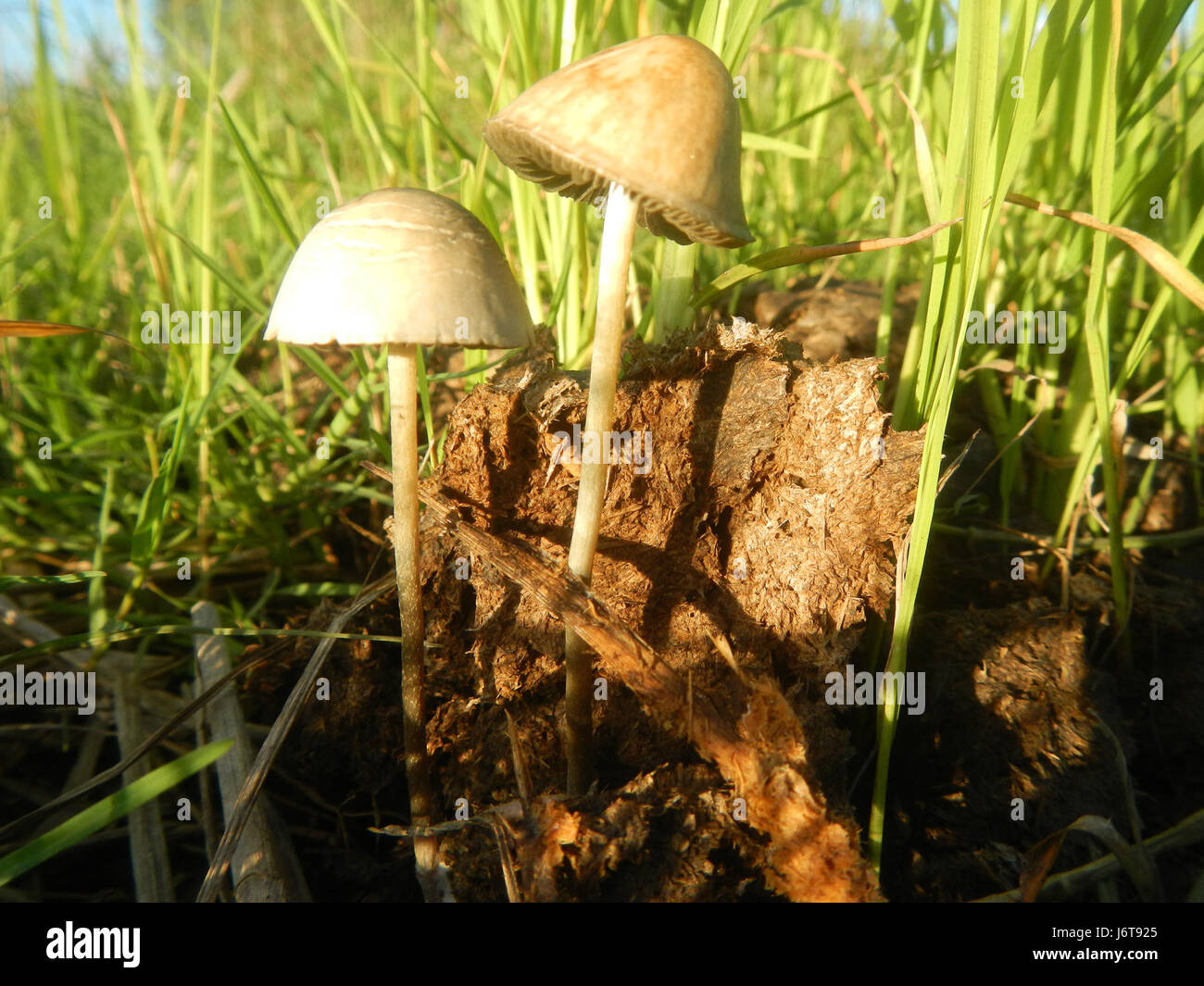 06229 Wild mushrooms of the Philippines Unidentified Agaricaceae San ...