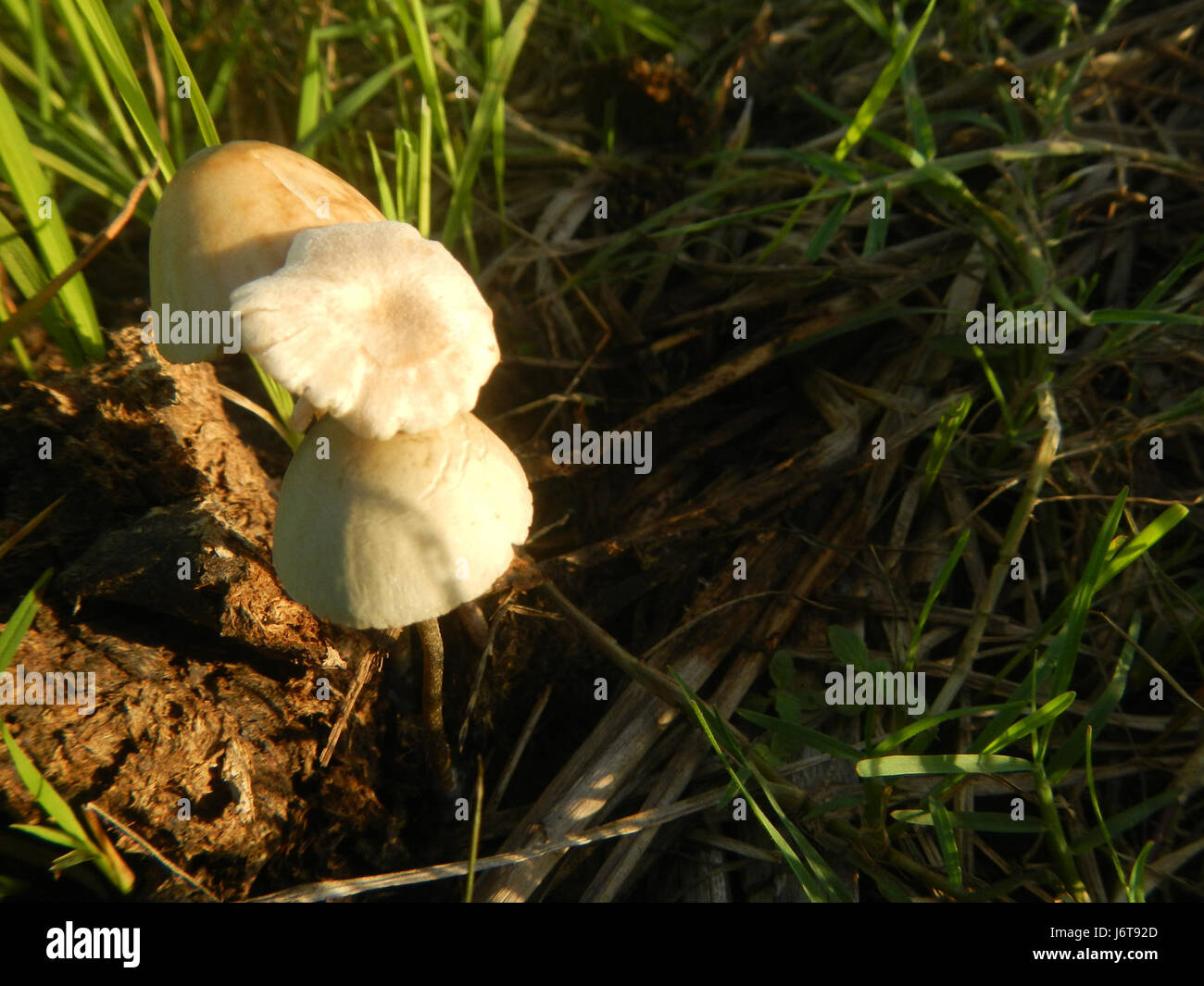 06229 Wild mushrooms of the Philippines Unidentified Agaricaceae San ...