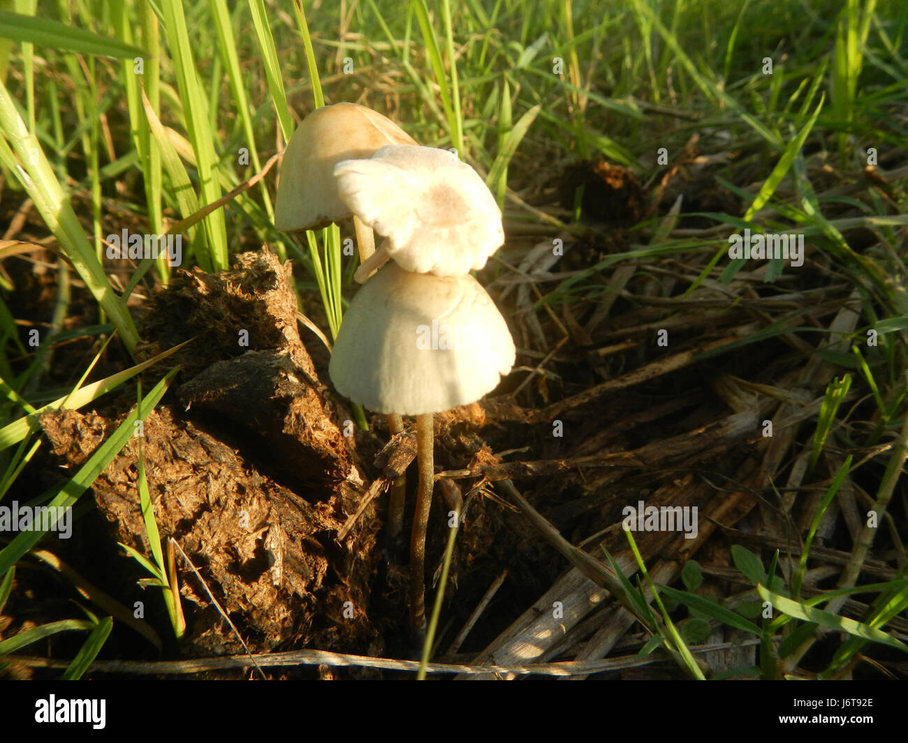06229 Wild mushrooms of the Philippines Unidentified Agaricaceae San ...