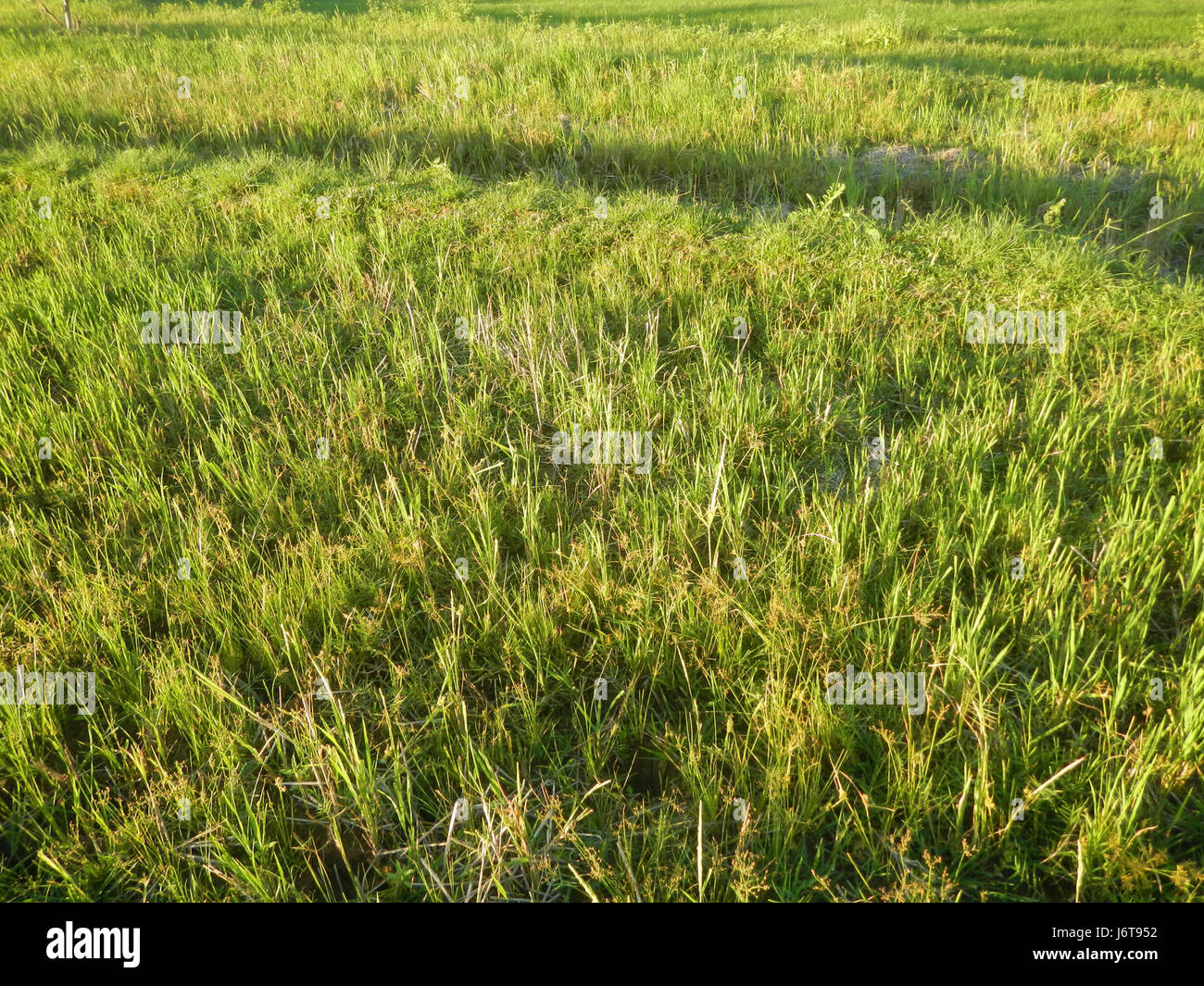 This project highlights the use of solar power in rural agricultural ...