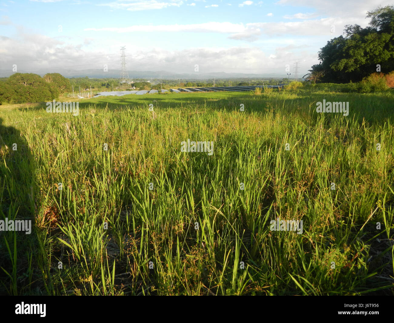 The paddy fields of Pasong Inchik in San Rafael, Bulacan, are a ...