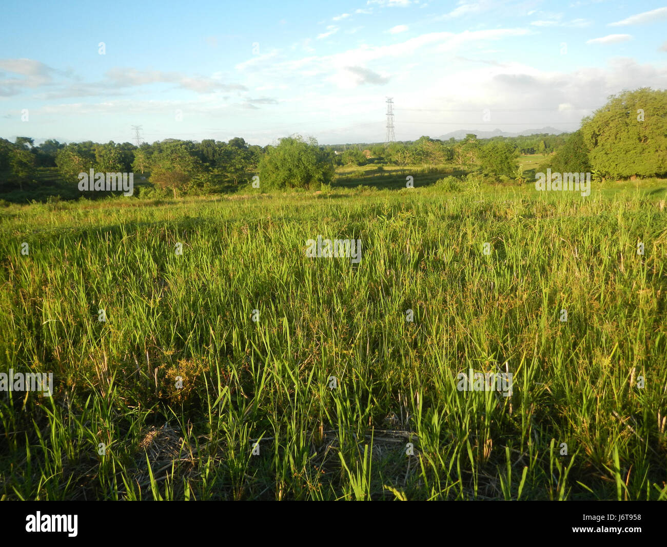 06380 Paddy fields Pasong Inchik San Rafael Bulacan 05 Stock Photo - Alamy