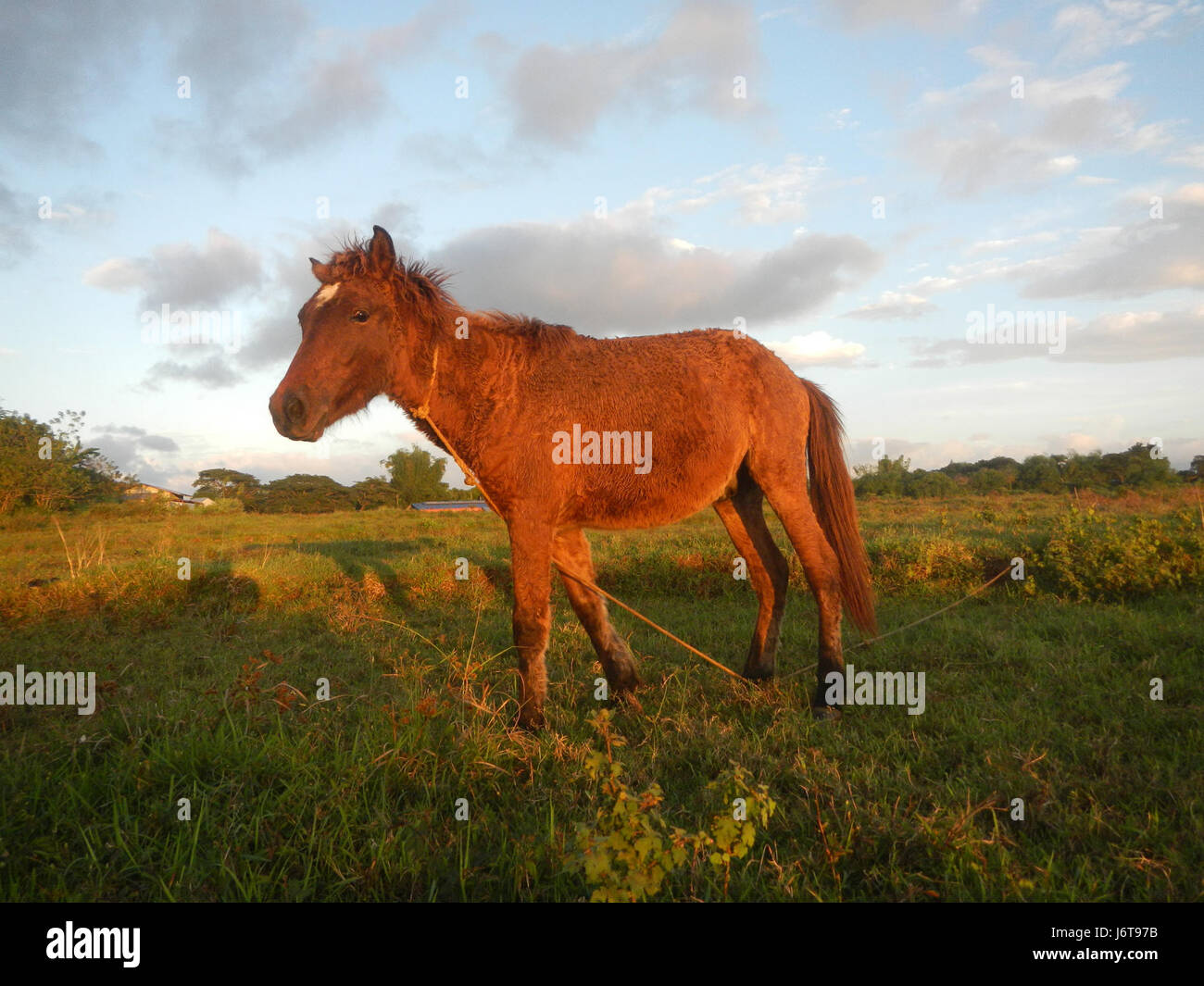 Vintage colts hi-res stock photography and images - Alamy