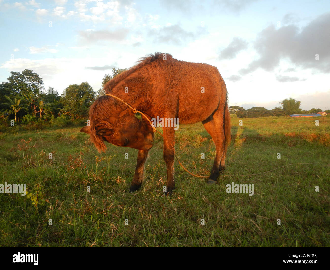 This image from San Rafael, Bulacan, depicts grazing colts and cattle ...