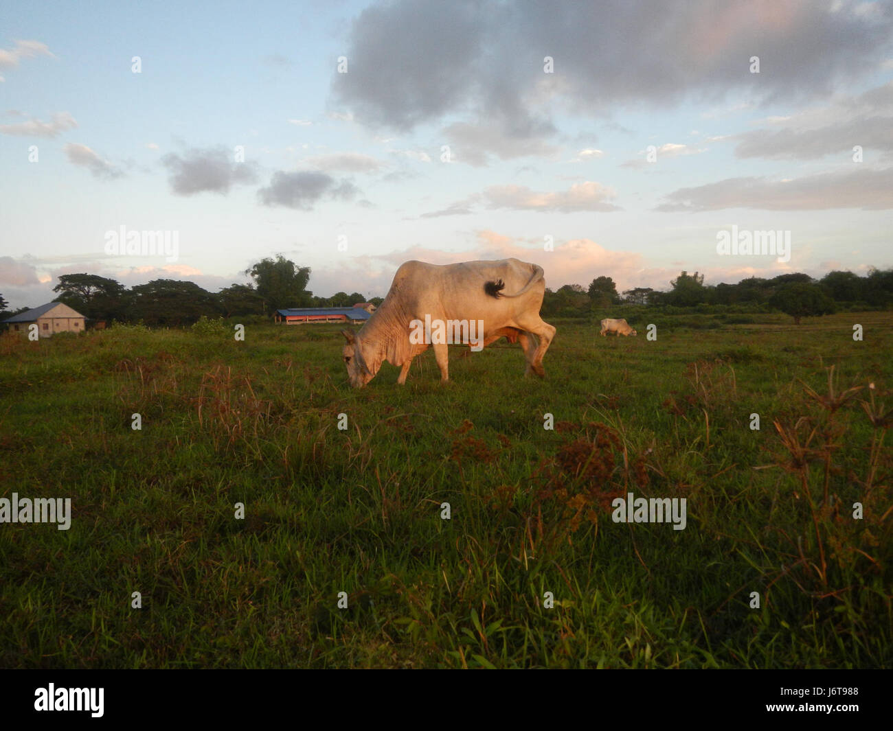 Vintage colts hi-res stock photography and images - Alamy