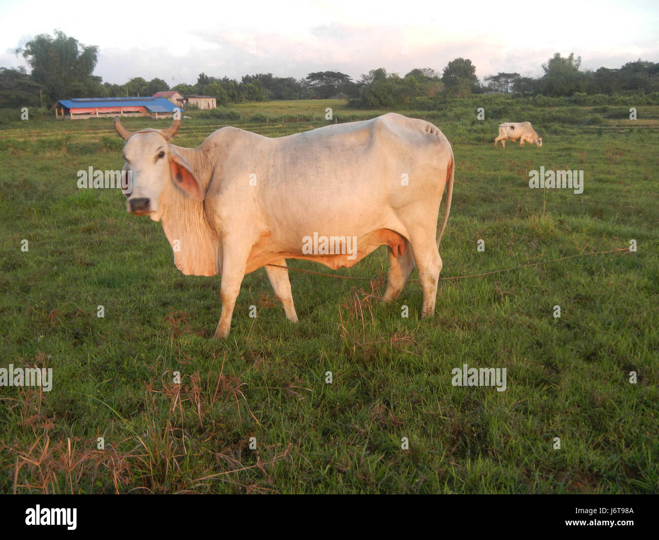 This image depicts grazing colts and cattle in the grasslands and paddy ...
