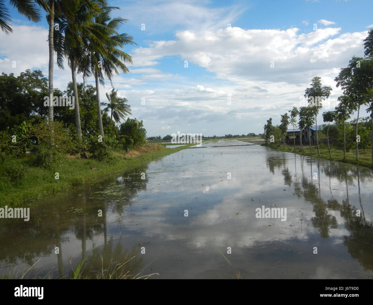 A view of the paddy fields in Bulualto Parcutela Marelo, Gapan City ...
