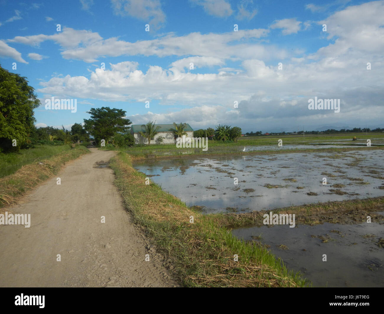 The image depicts the rural landscape of paddy fields in Bulualto ...