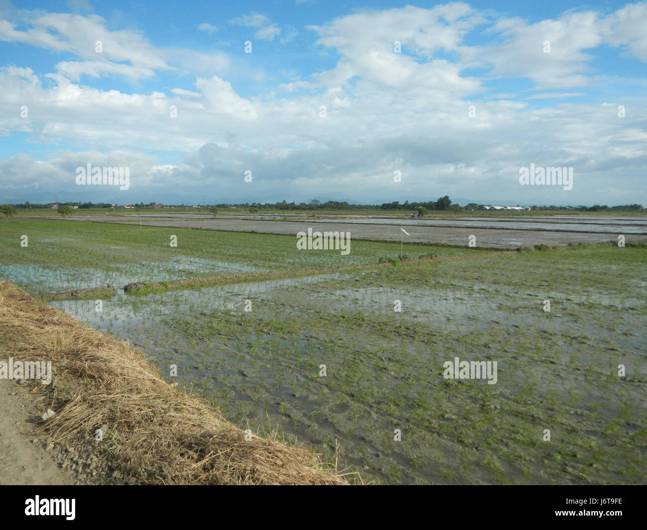 The image depicts the paddy fields in Bulualto, Parcutela, and Marelo ...