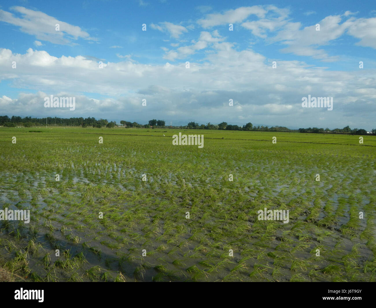 This image shows paddy fields located in Bulualto, Parcutela Marelo ...