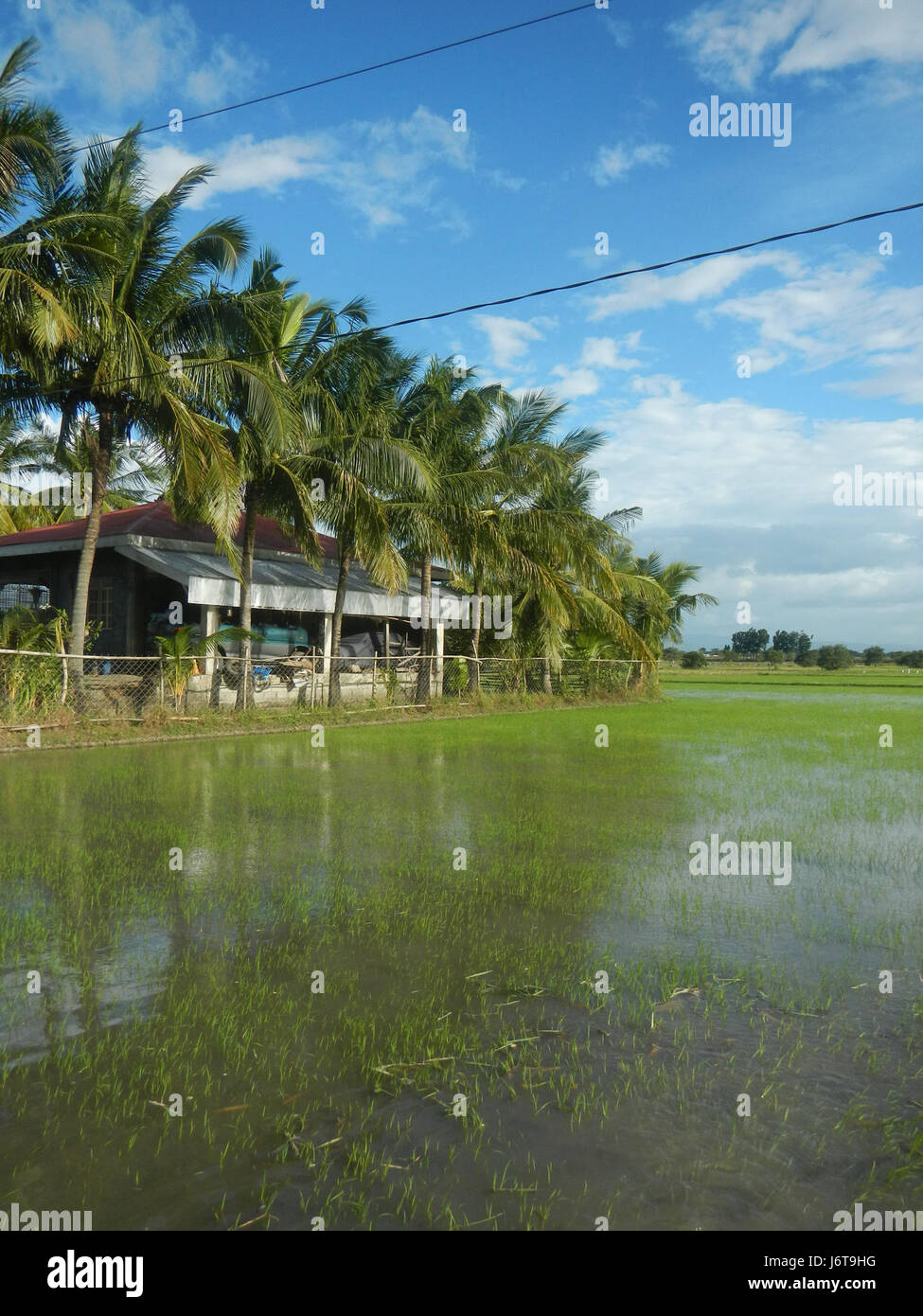 This entry references the roads and paddy fields in Parcutela Marelo ...