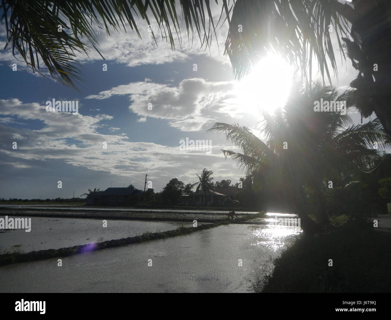 The image shows paddy fields in Parcutela Marelo, located in Gapan City ...