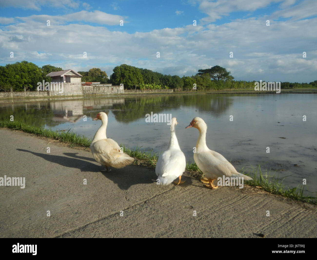 This image shows the paddy fields in Marelo Parcutela, Gapan City ...