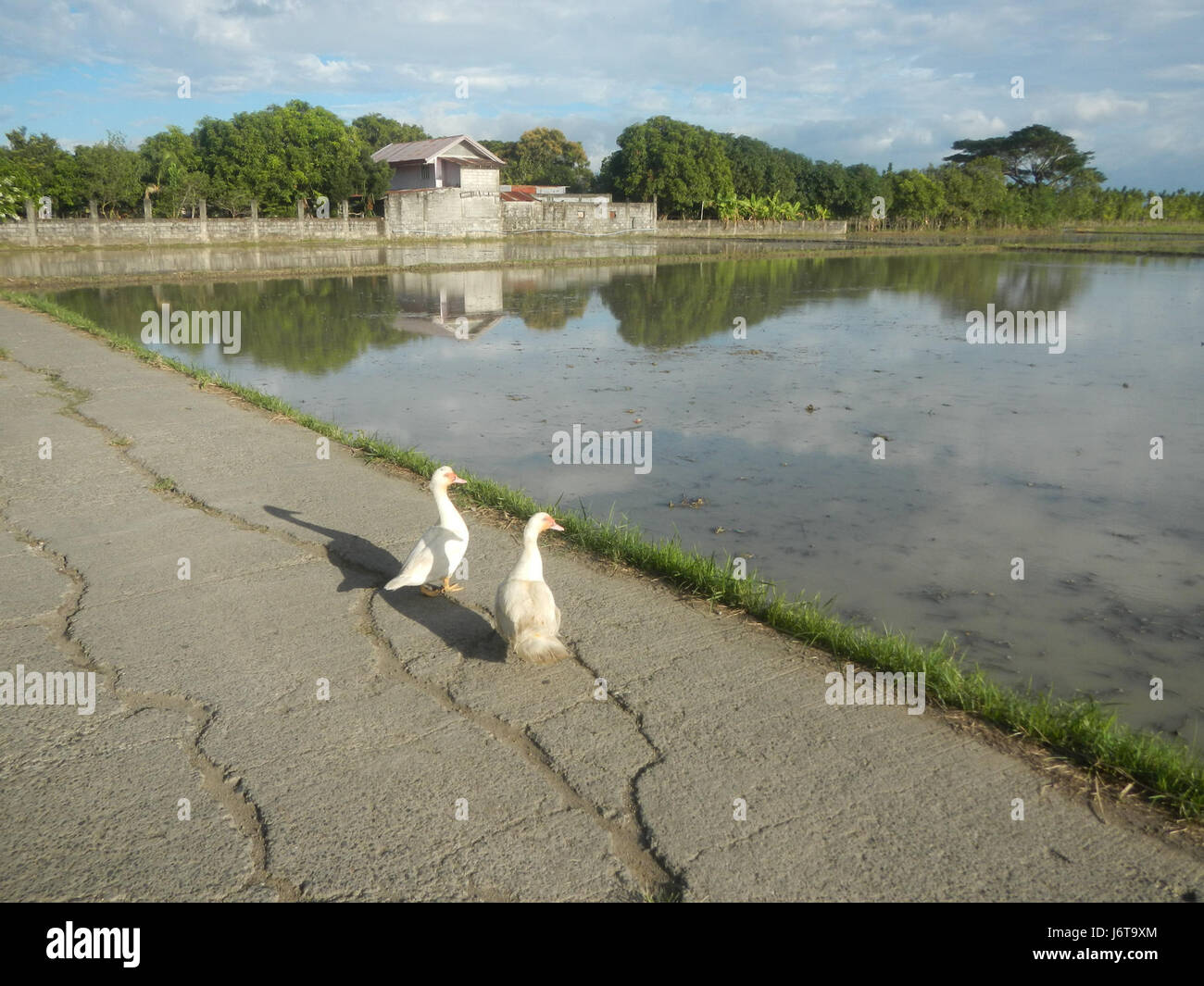 The paddy fields in Marelo Parcutela, Gapan City, Nueva Ecija, are ...