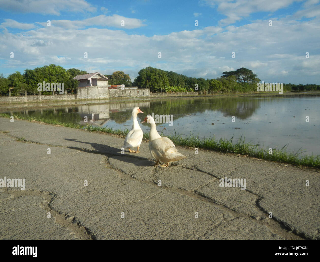 The paddy fields of Marelo Parcutela in Gapan City, Nueva Ecija, are ...
