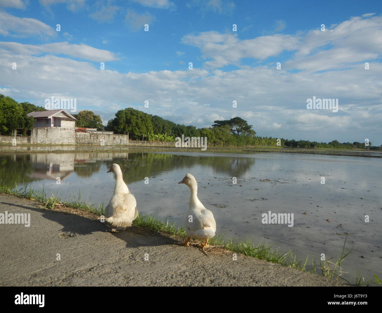 The paddy fields in Marelo Parcutela, Gapan City, Nueva Ecija, are part ...