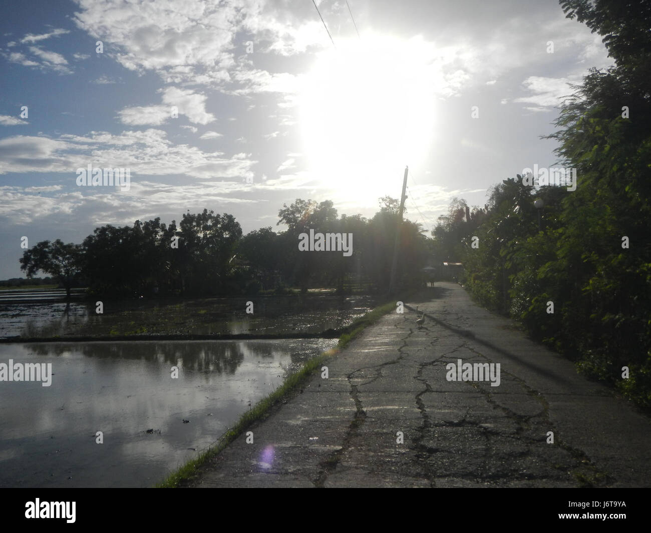 This image features the paddy fields of Marelo Parcutela in Gapan City ...
