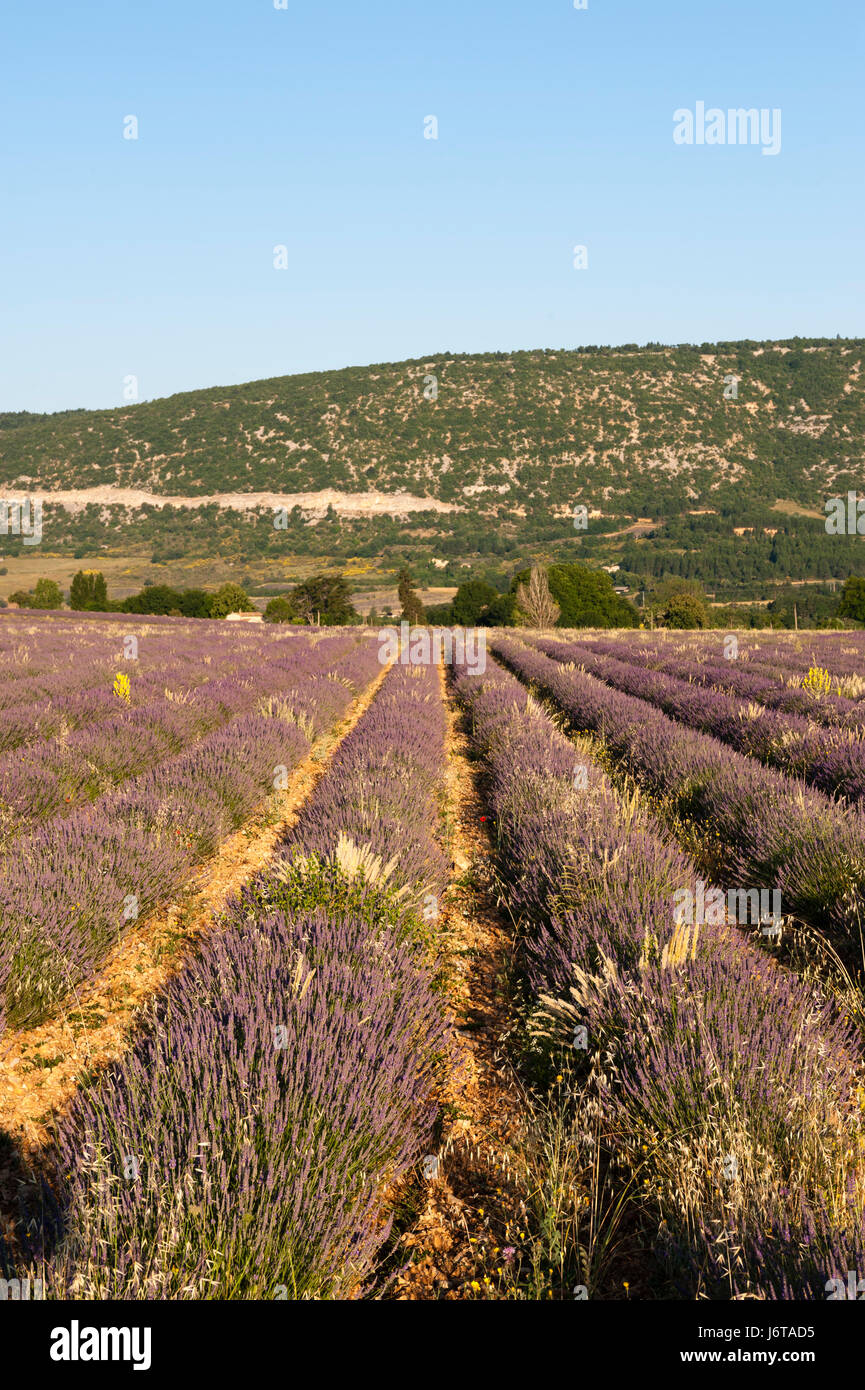 Sault, Provence, France Stock Photo - Alamy
