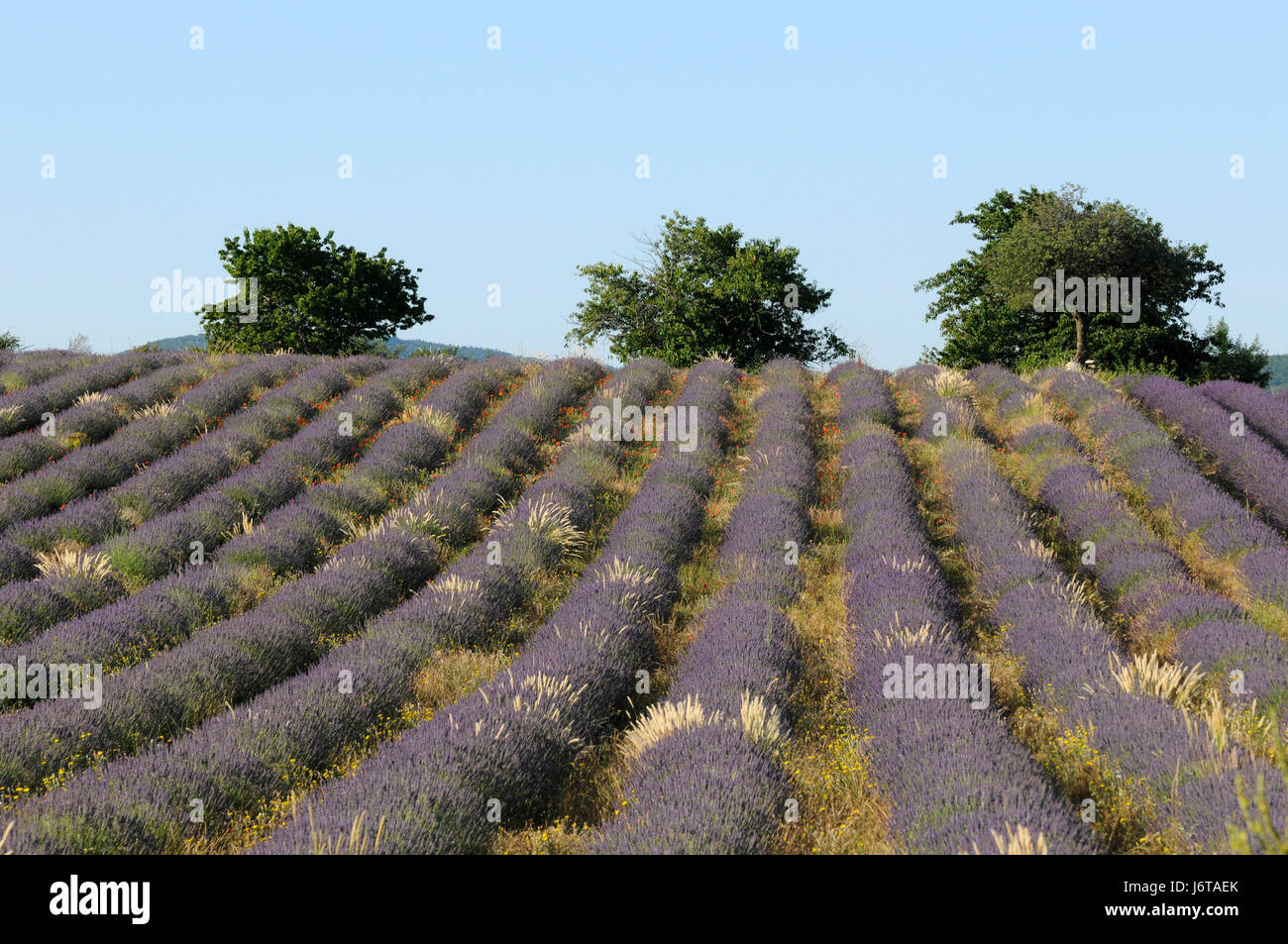 Sault, Provence, France Stock Photo - Alamy