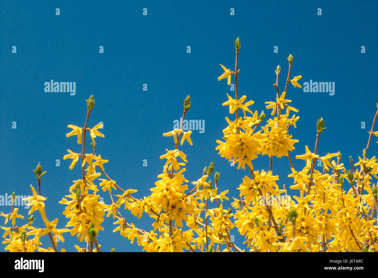 Yellow Forcing Flowers Forsythia europaea in the spring against the ...
