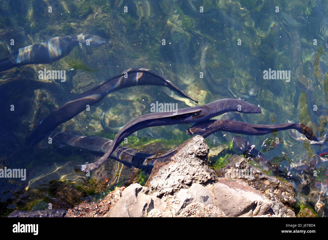 Freshwater Eels Stock Photos & Freshwater Eels Stock Images - Alamy