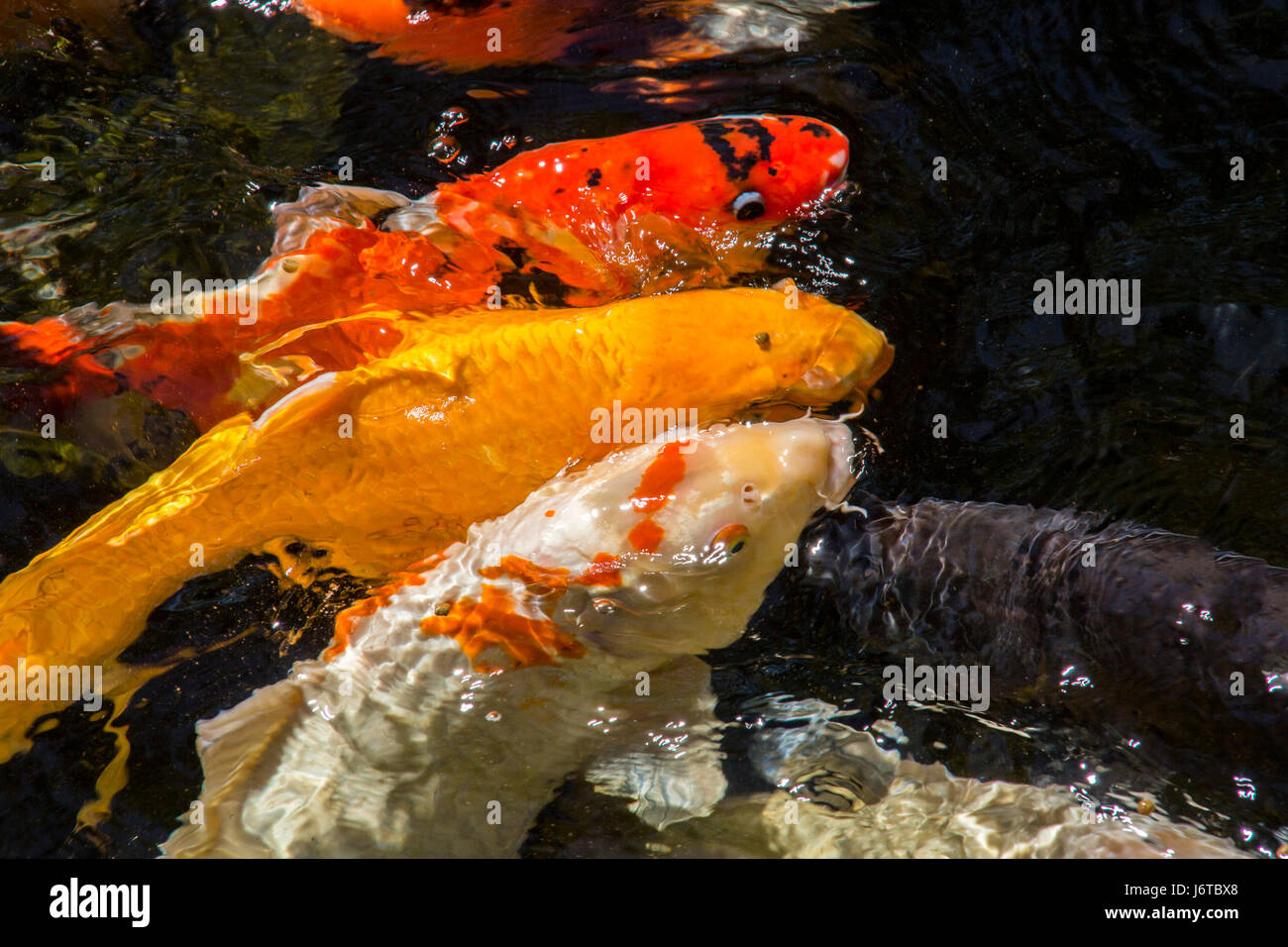 Brocaded carp in a Japanese Gaarden Stock Photo - Alamy