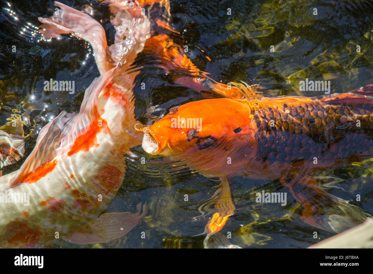 Good luck carp hi-res stock photography and images - Alamy