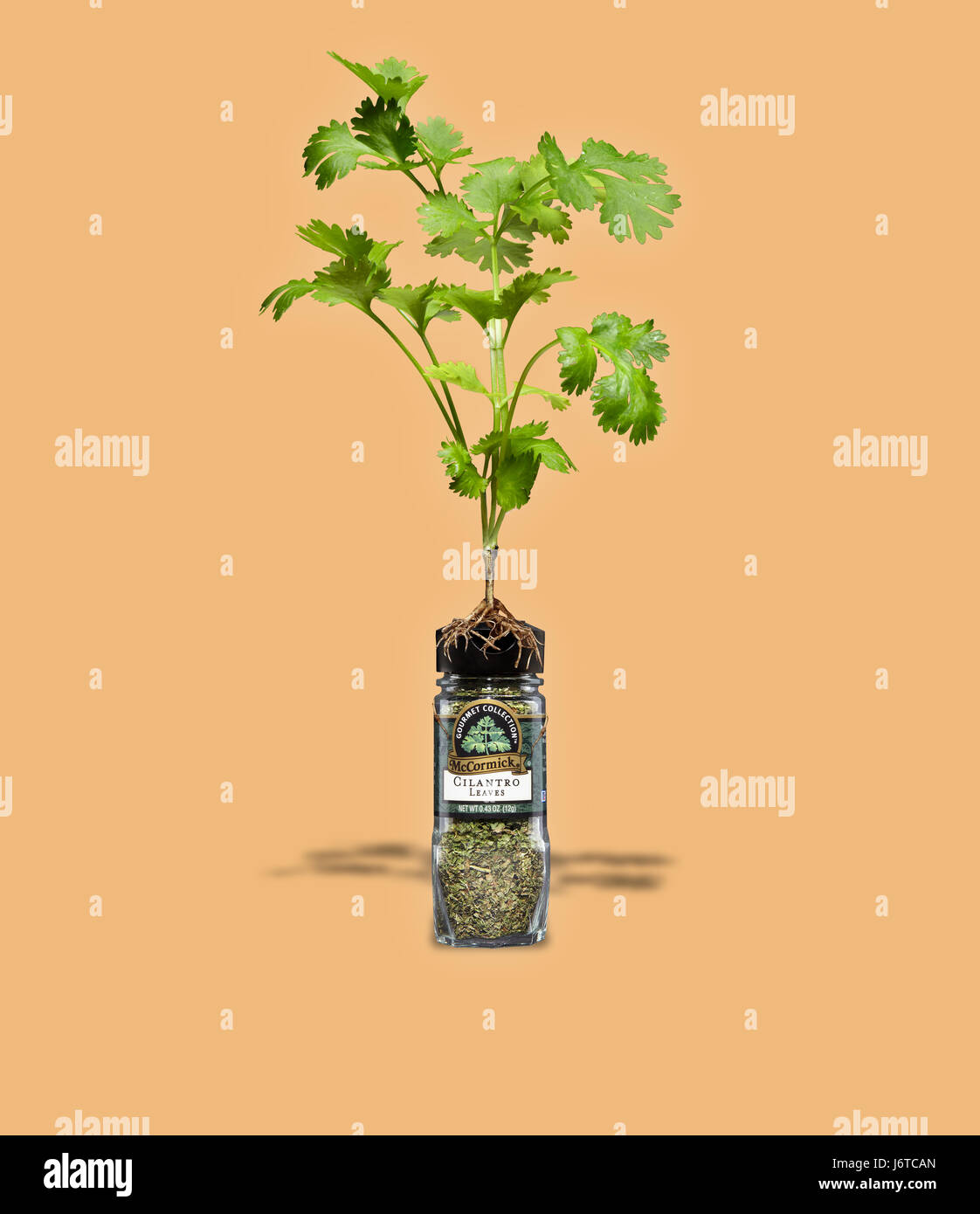 Cilantro plant hi-res stock photography and images - Alamy