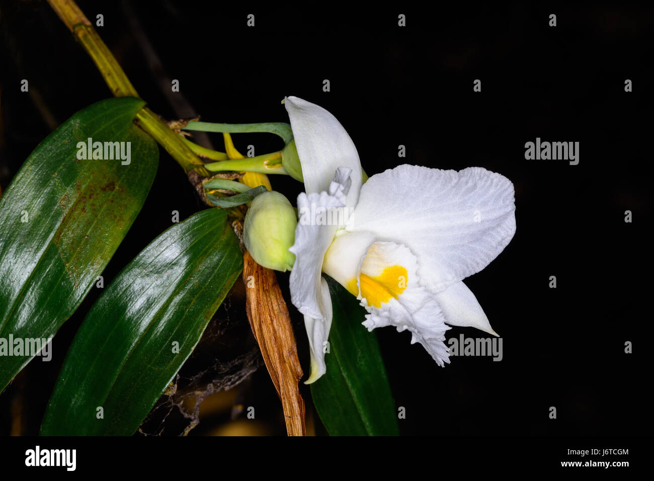Dendrobium infundibulum hi-res stock photography and images - Alamy