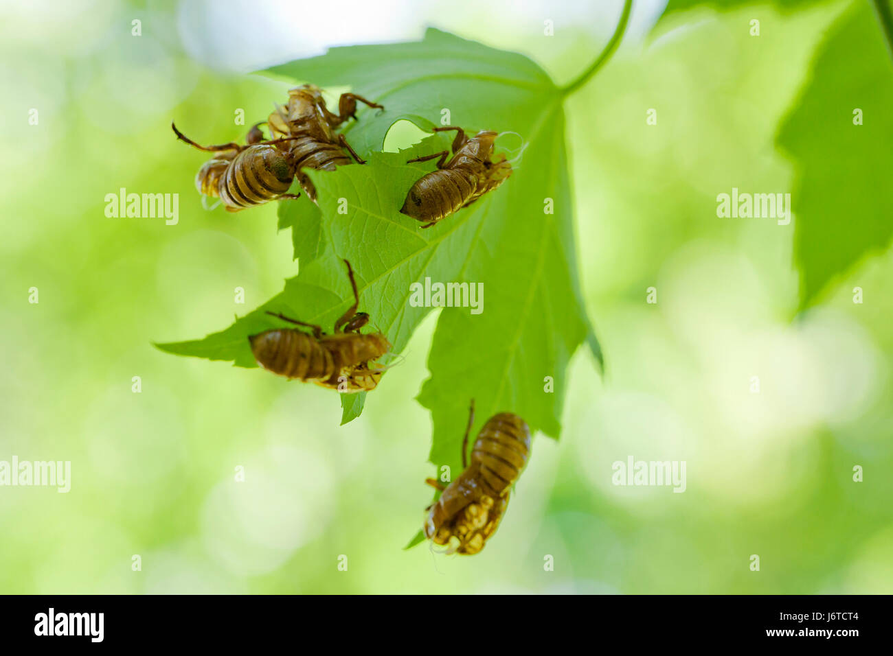 Brood X cicada (Magicicada) exoskeletons on leaf / cicada shells ...
