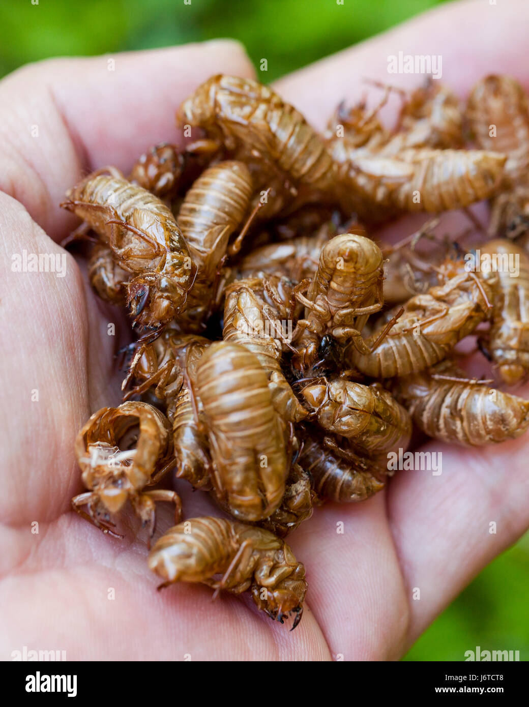 Cicada Shell Cosplay