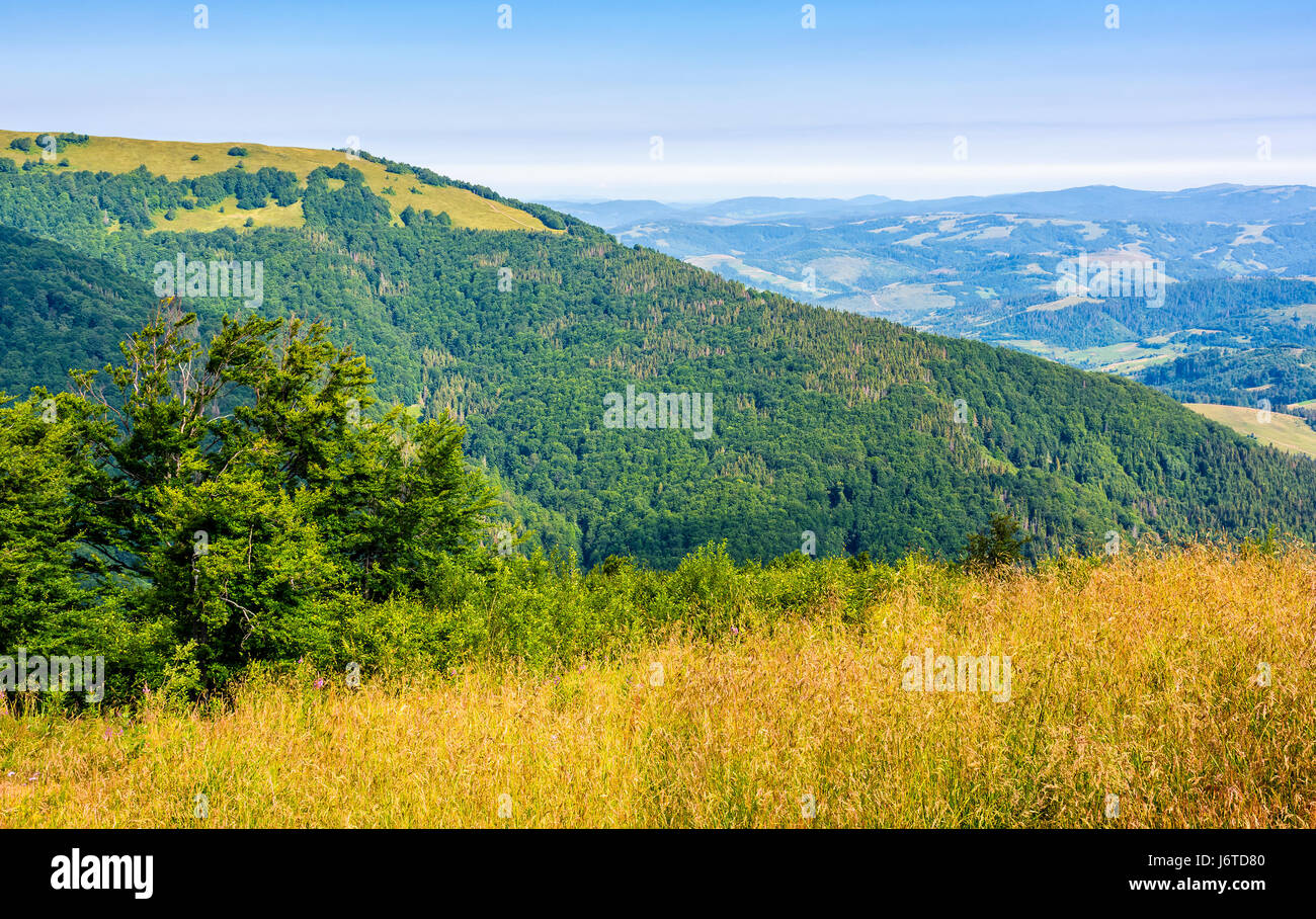 agricultural hay field in mountains. trees on the grassy meadow ...