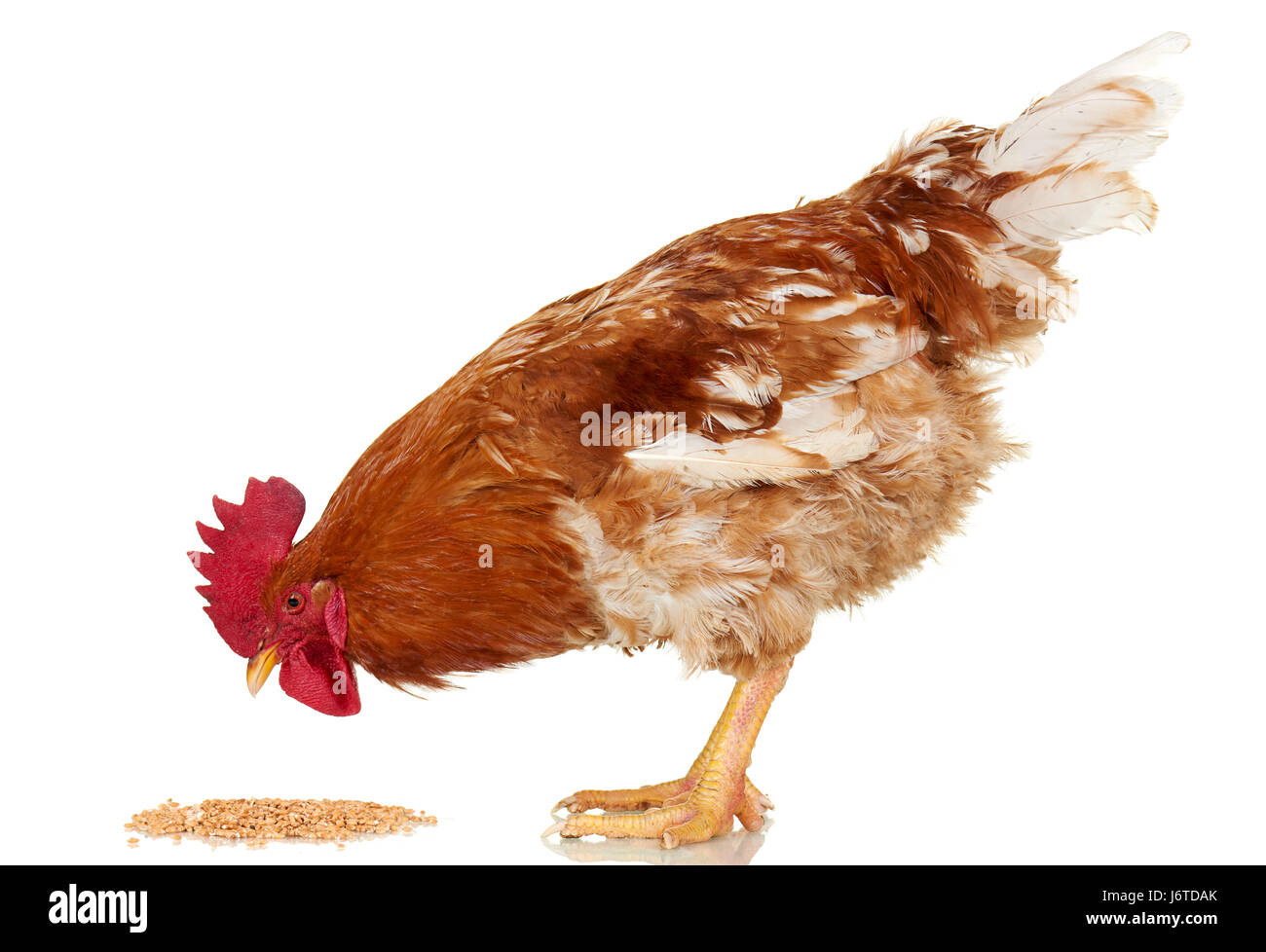Brown rooster eat cereal grain on white background, isolated object ...
