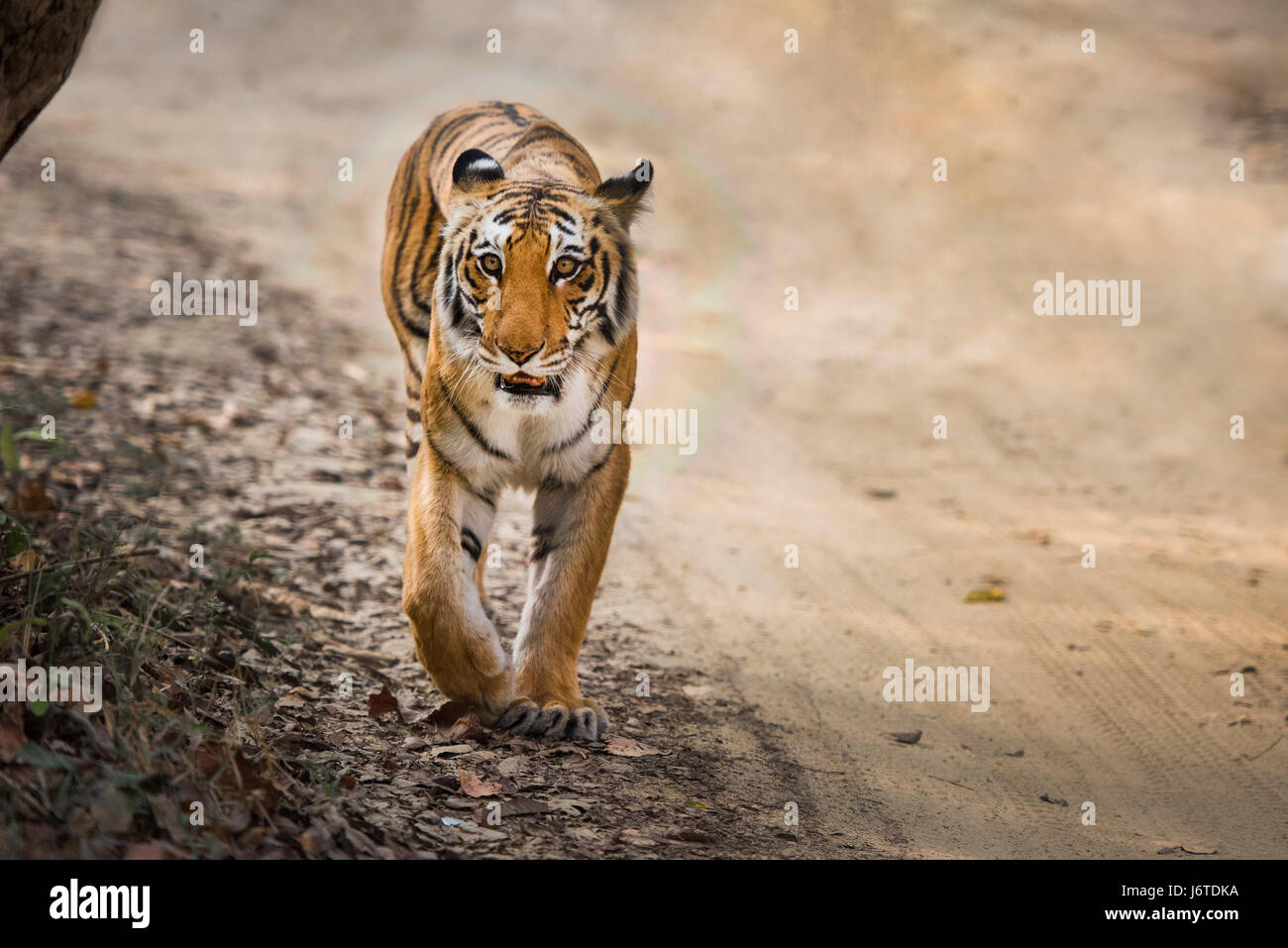 Wild tigers hi-res stock photography and images - Alamy