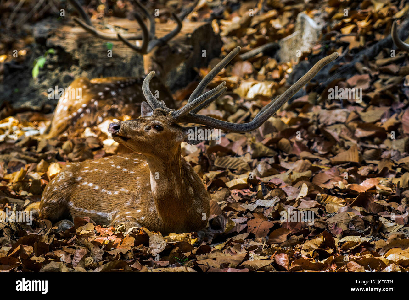 Spotted deer drinking water in hi-res stock photography and images - Alamy