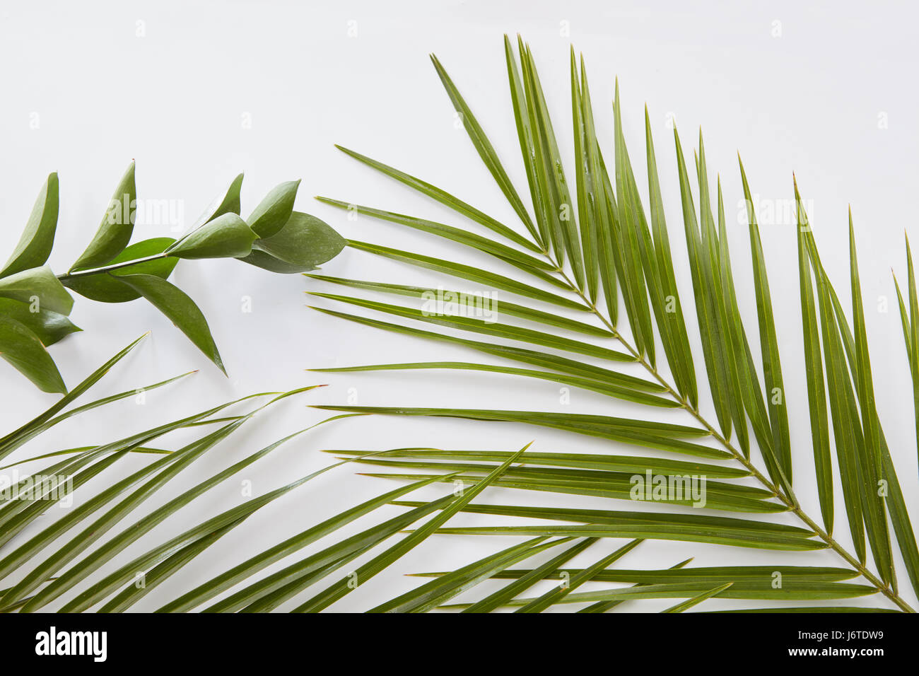 Green leaves border with copy space Stock Photo - Alamy