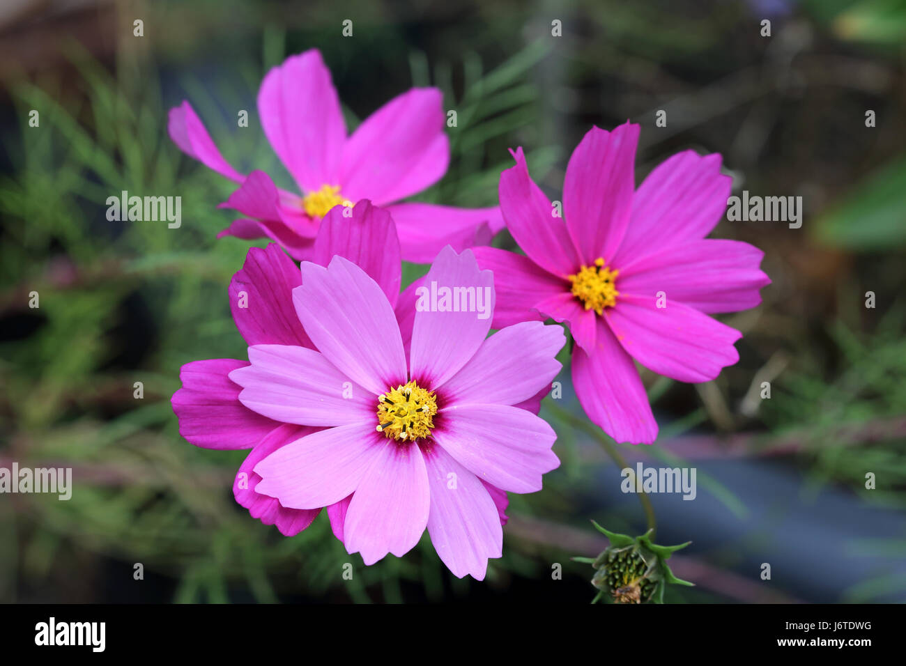 Open cut flowers hi-res stock photography and images - Alamy