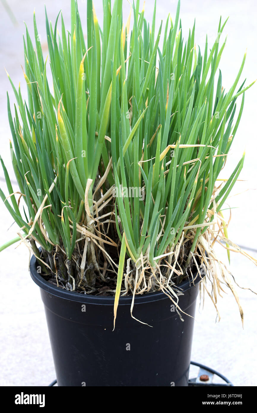 Growing spring onion in a pot Stock Photo - Alamy