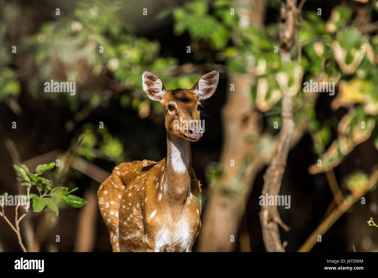 Male chital spotted deer hi-res stock photography and images - Alamy