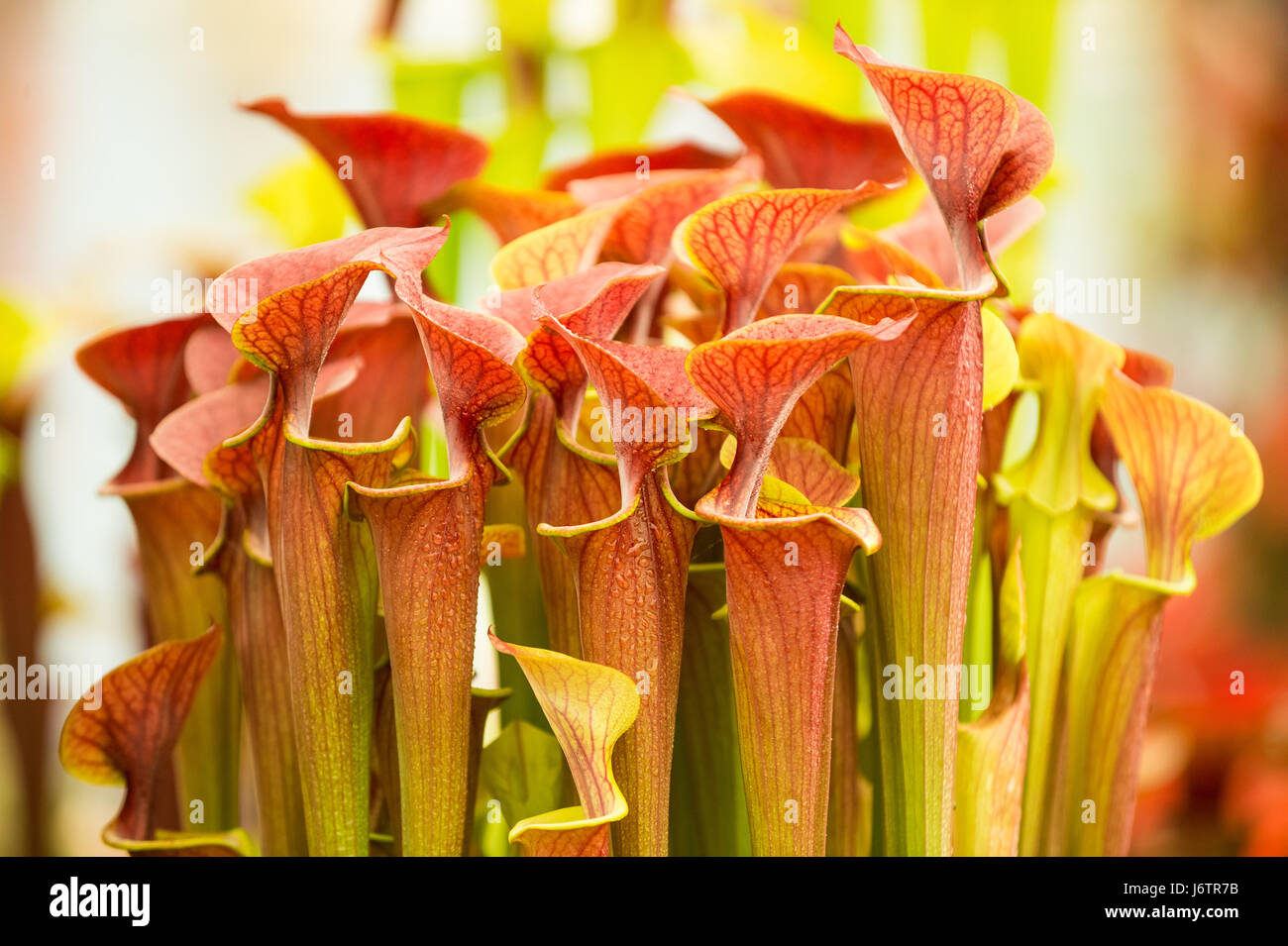 Display of carnivorous pitcher plants sarracenia hi-res stock ...