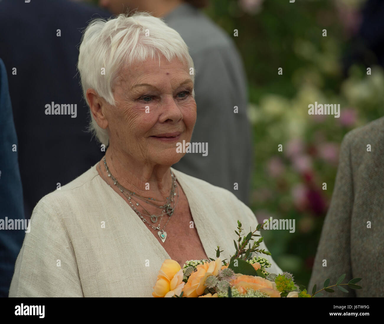 David austin rose great chelsea hi-res stock photography and images - Alamy