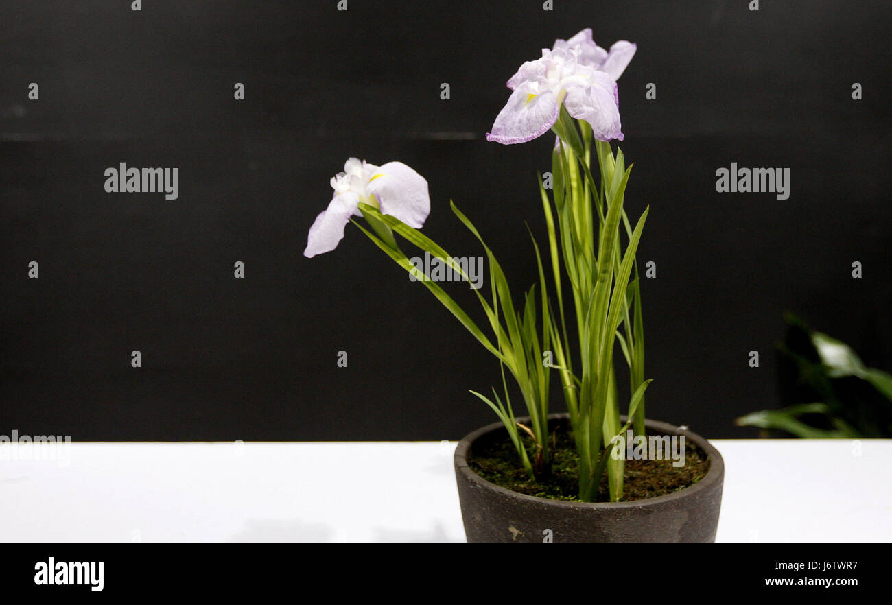 (170522) -- SHANGHAI, May 22, 2017 (Xinhua) -- Photo taken on May 22 ...