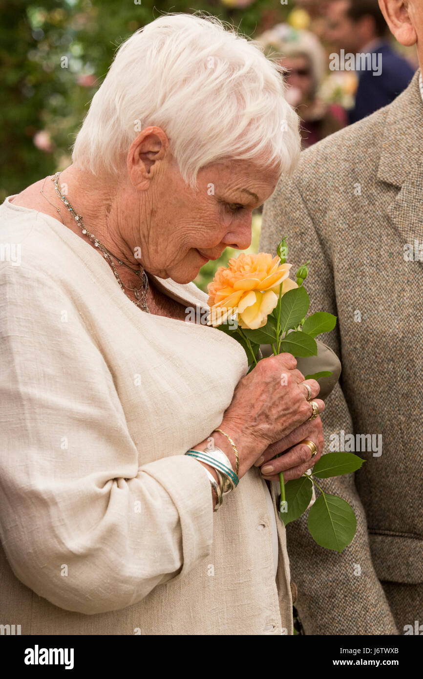 London, UK. 22 May 2017. Dame Judi Dench with the apricot rose named ...