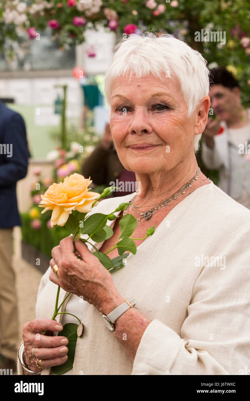 Dame judi dench rose hi-res stock photography and images - Alamy