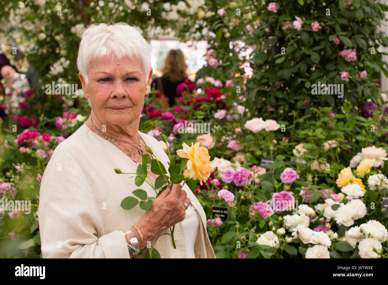 Dame Judi Dench Rose High Resolution Stock Photography and Images - Alamy