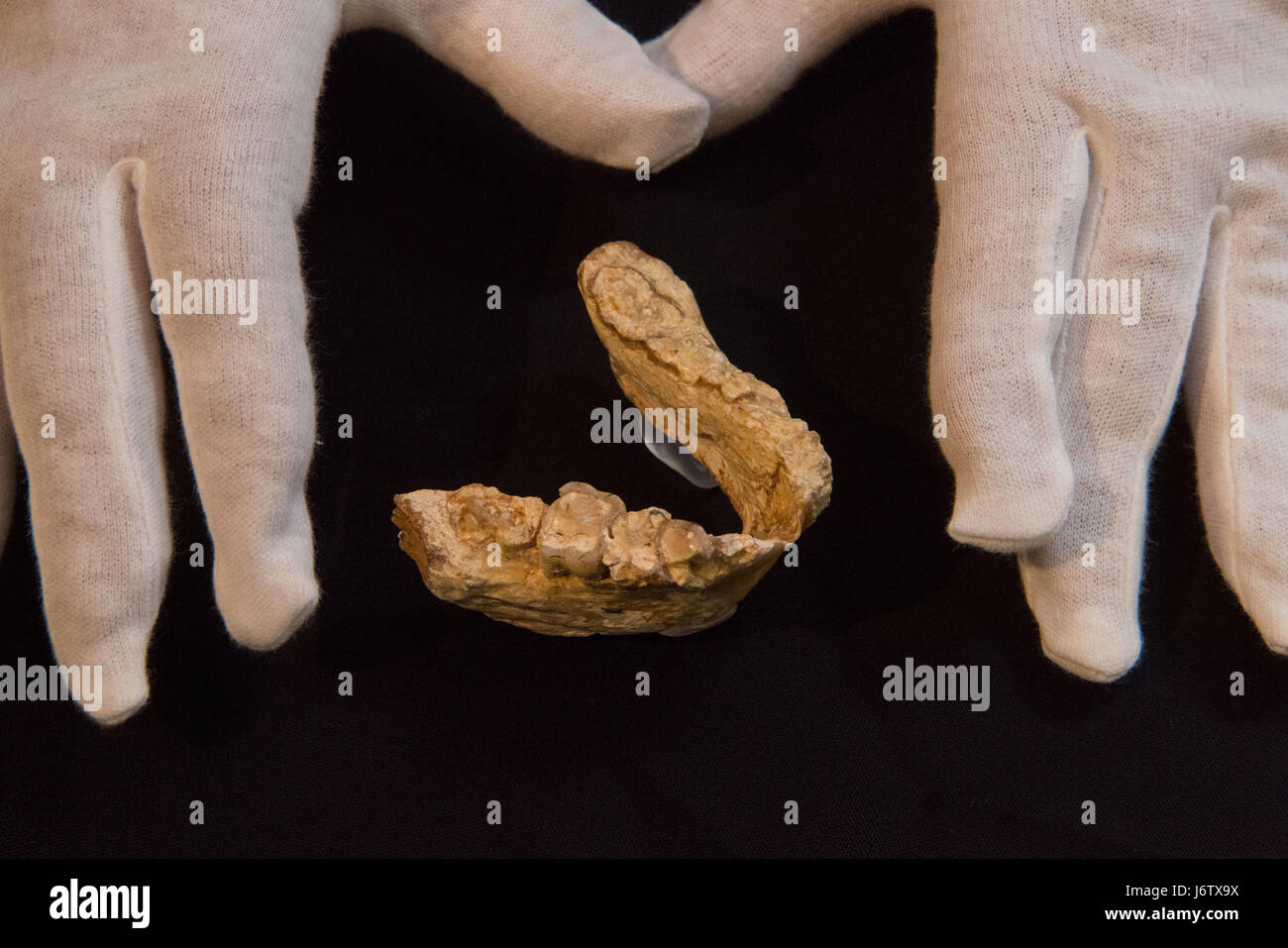 Two extinct relatives hi-res stock photography and images - Alamy