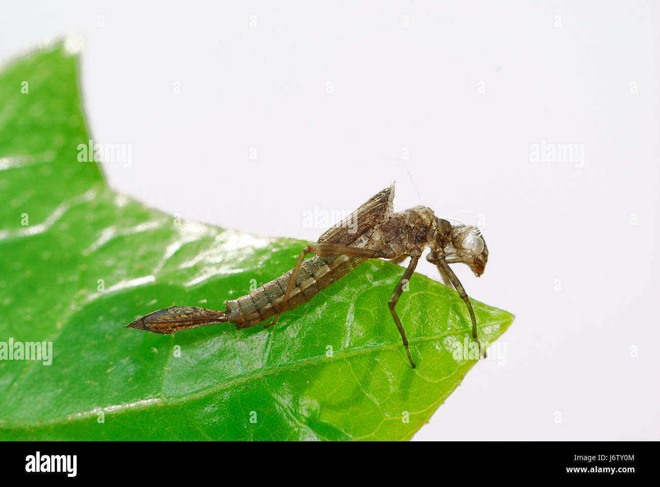 leaf isolated insect skin dragonfly empty larva leaf macro close-up ...