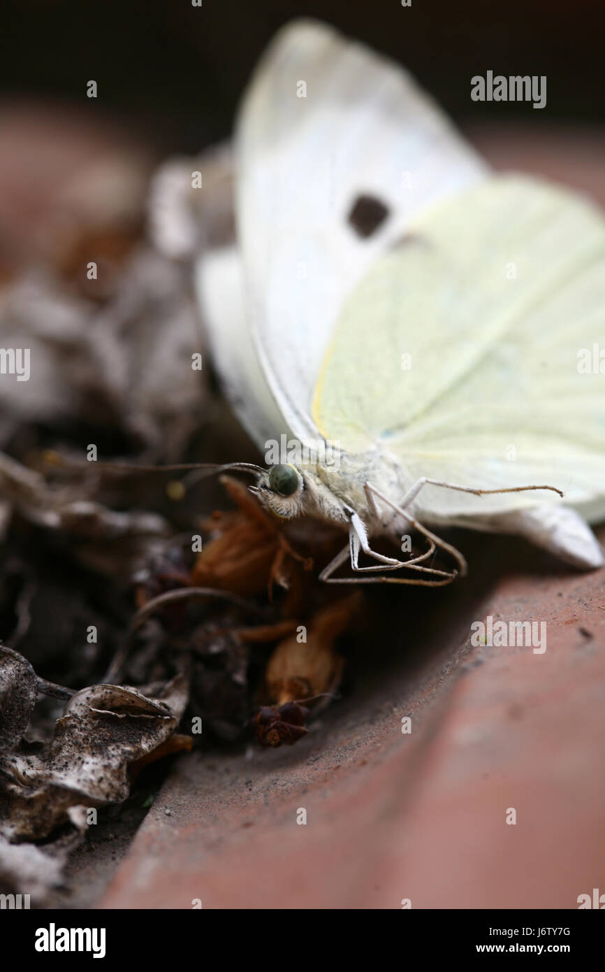 Moth dead head hi-res stock photography and images - Alamy